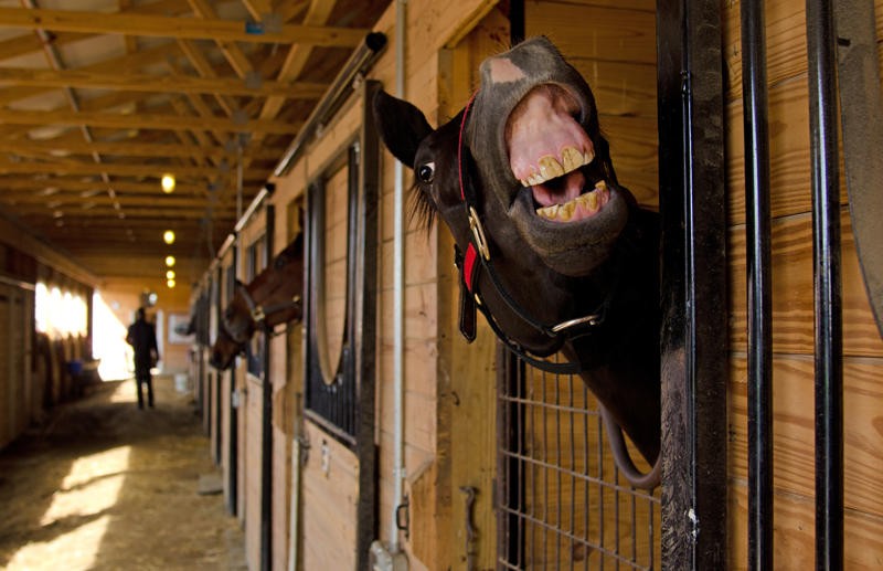 Gallery - Bush Racing StableBush Racing Stable