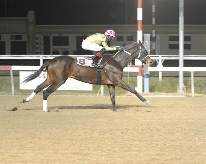 Megalith - Bush Racing StableBush Racing Stable