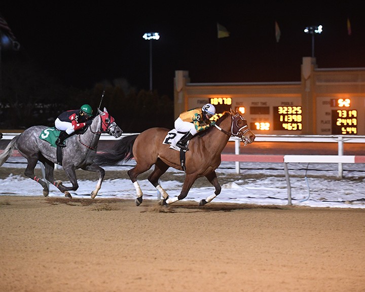 Saratoga Wildcat - Bush Racing StableBush Racing Stable