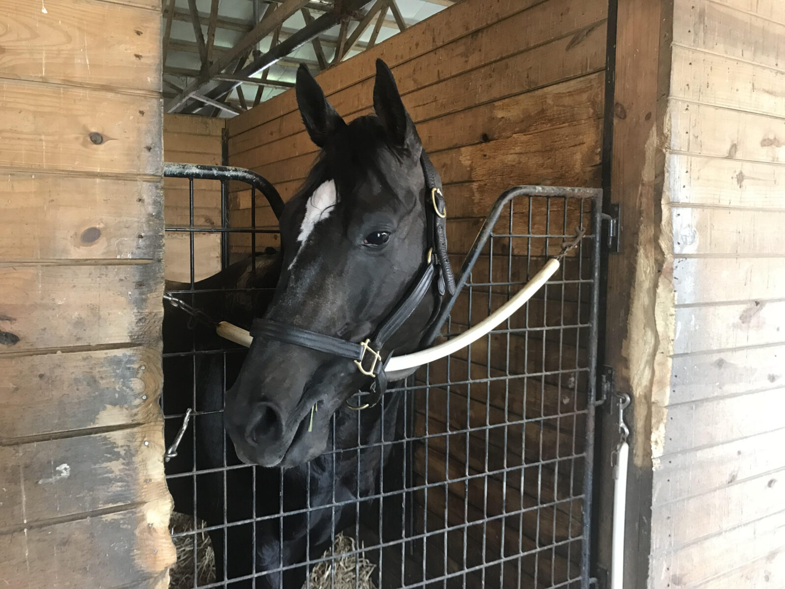 Circuit Judge - Bush Racing StableBush Racing Stable