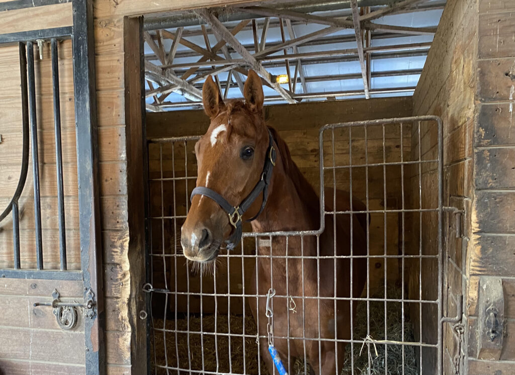 Our Stable - Bush Racing StableBush Racing Stable