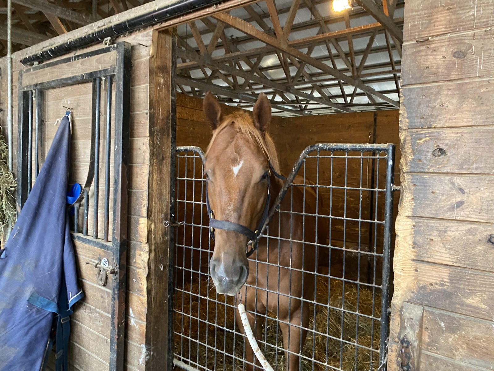 Byk - Bush Racing StableBush Racing Stable
