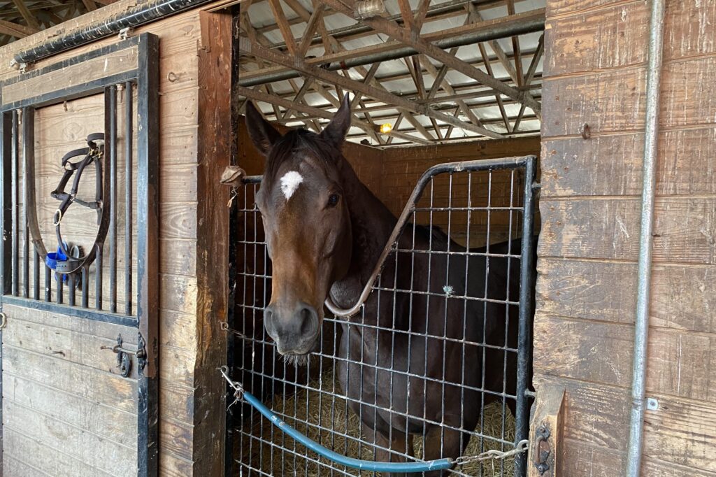 Hello Gracie - Bush Racing StableBush Racing Stable
