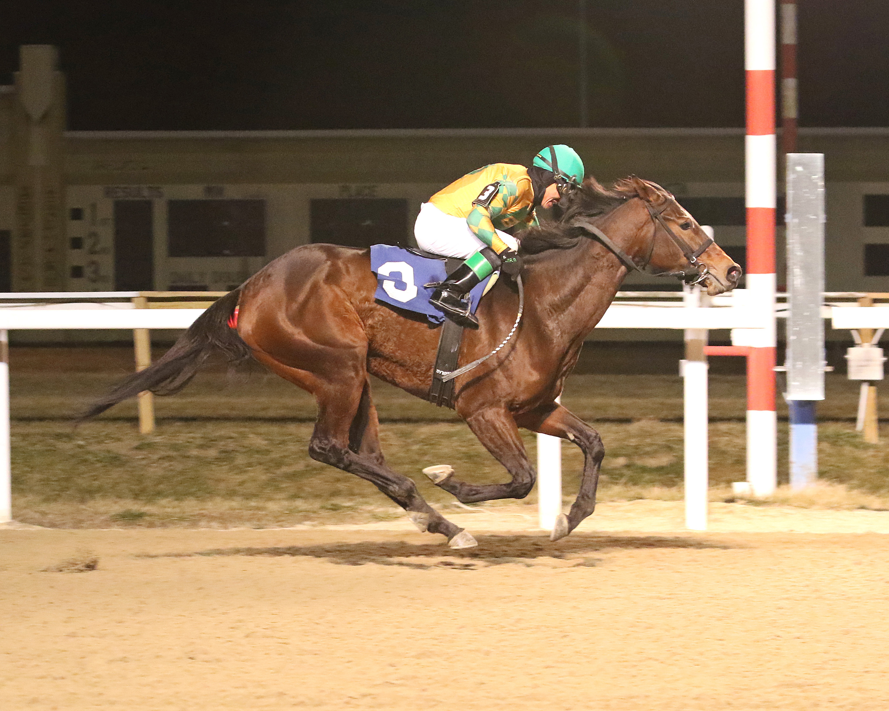 Texas Tangie - Bush Racing StableBush Racing Stable