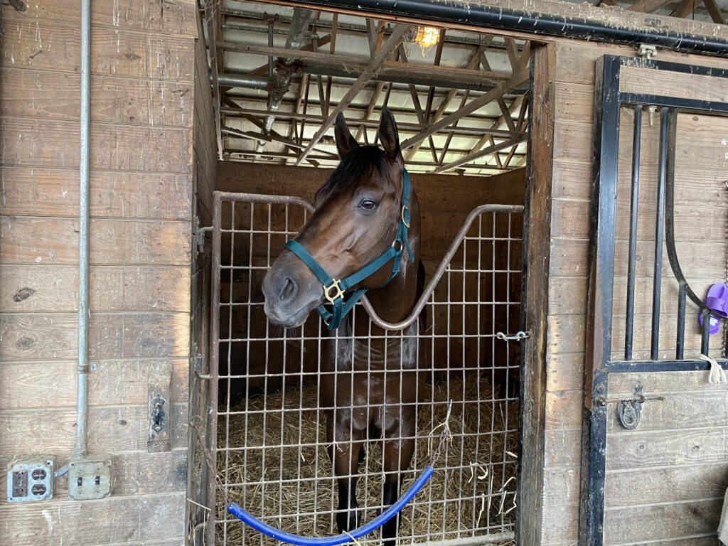 Splicethemainbrace - Bush Racing StableBush Racing Stable